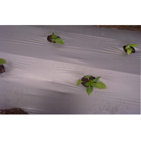 Mulch Films – Bio Organic Limited